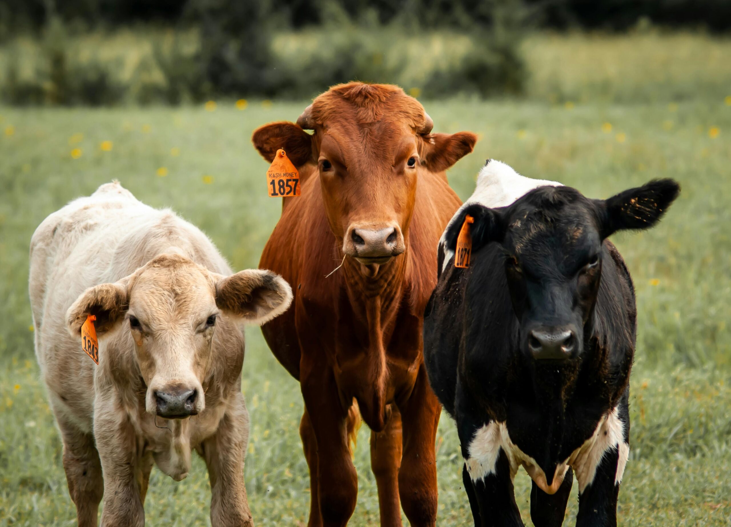 5 amoosing facts about cows and calves - Club Vetoquinol